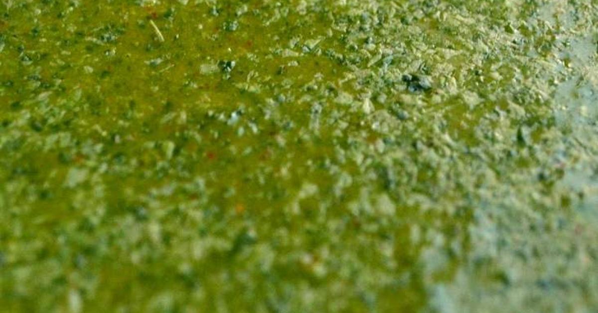 Chermoula marinade by guest. A Thermomix ® recipe in the category ...