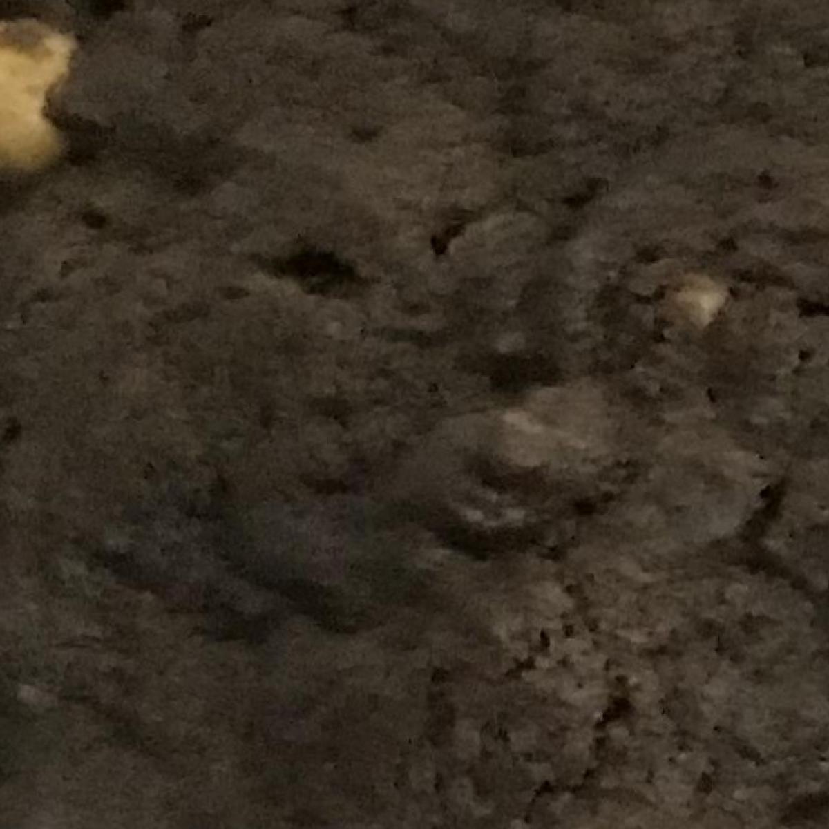 Rich Chocolate Peanut Biscuits by Body Fuel Whangarei. A Thermomix ...