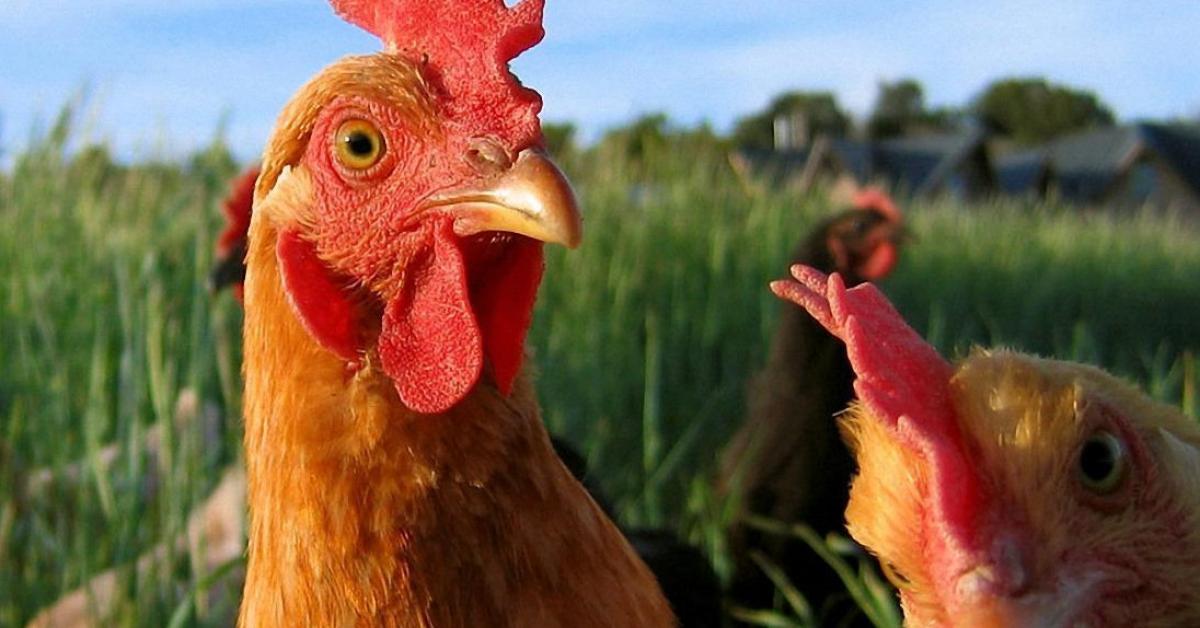 Butter Chicken by Michelle26071975. A Thermomix ® recipe in the ...