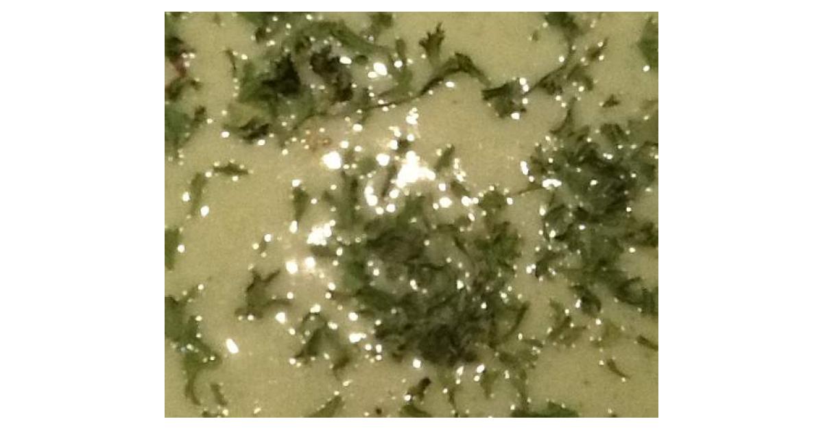 Creamy broccoli soup by monicaih. A Thermomix ® recipe in the category ...